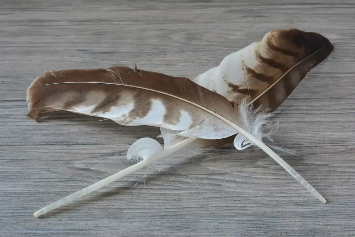 The Symbolism of Feather Tattoos: A Guide to Their Meanings and Interpretations - Inkspired Magazine