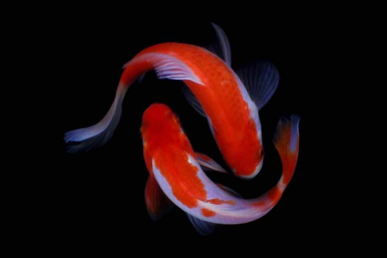 Yakuza Tattoo Style: Exploring the Timeless Art and Symbolism ...