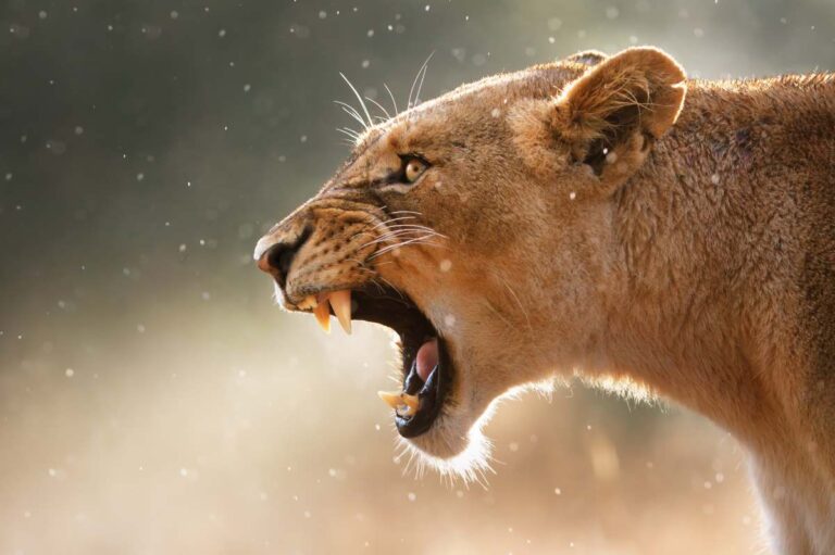 Lioness Tattoo Meaning: A Symbol for the Regal and Fierce - Inkspired ...